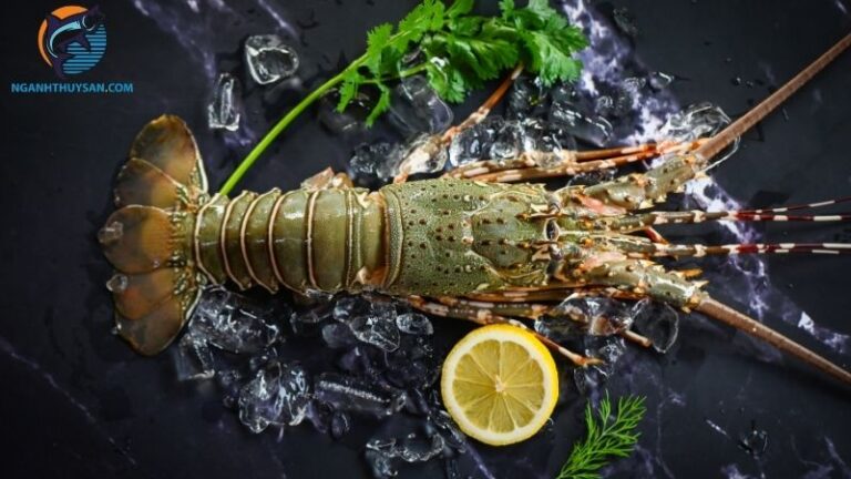 Tên Gọi Và Cách Phân Biệt Các Loại Tôm Hùm Trên Thế Giới